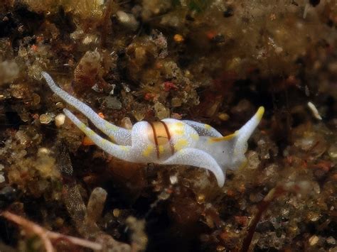 Noalda Sp 02 Nudibranch Domain