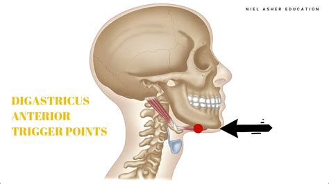 Trigger Point Anatomy Digastricus Youtube