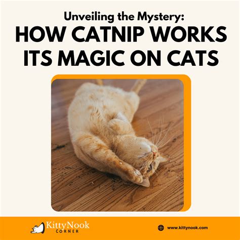 Unveiling The Mystery How Catnip Works Its Magic On Cats Kittynook Cat Company