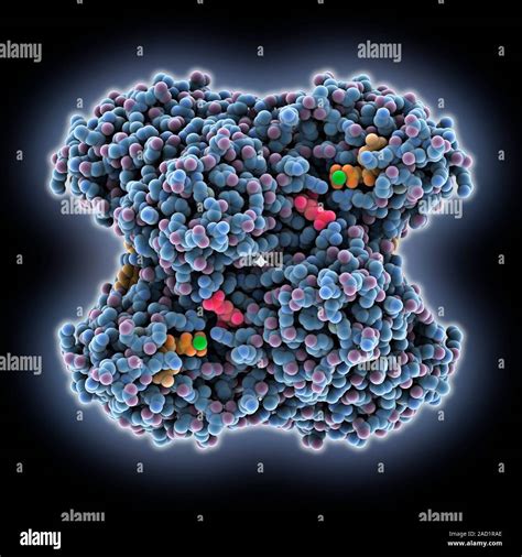 Phosphofructokinase Enzyme Molecular Model This Enzyme From The Bacterium Bacillus