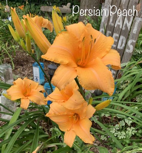 Daylily Hemerocallis Persian Peach In The Daylilies Database