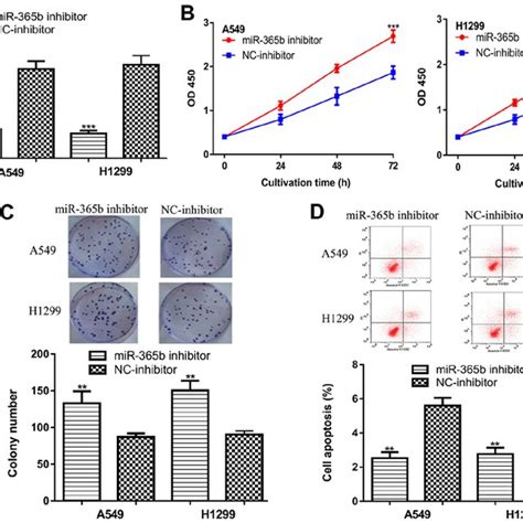 Overexpression Of Mir 365b Inhibits Nsclc Cell Proliferation Inhibits