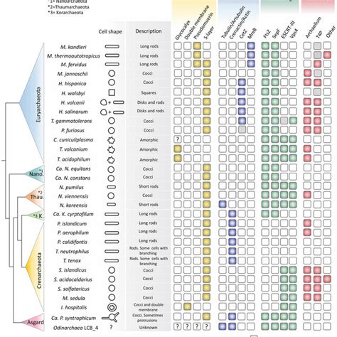 The Distribution Of Key Components Of Different Archaeal Cell Biology
