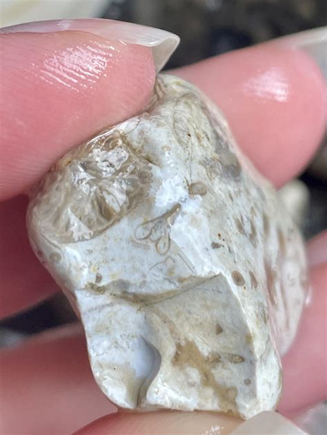 Teeny Tiny Scissors Lol R Fossils