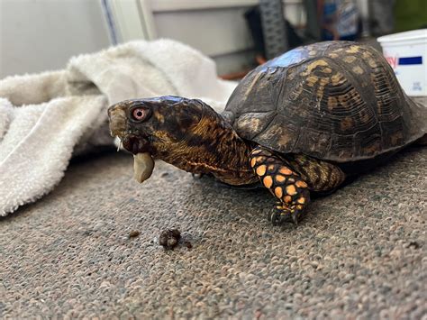 Lumpy Friend No Longer Lumpy Rturtle