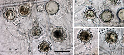 Phytophthora Acaciivora Idphy