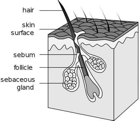 Hair Follicle Wiki Everipedia