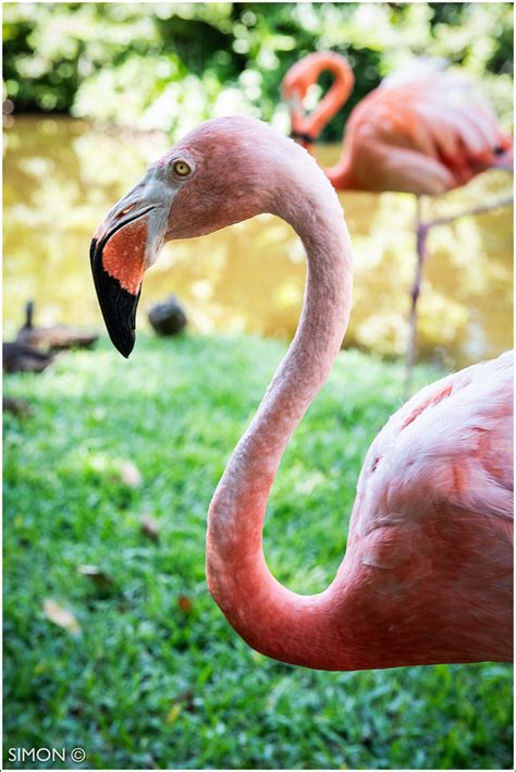 Dsc0191 Simon R Flickr