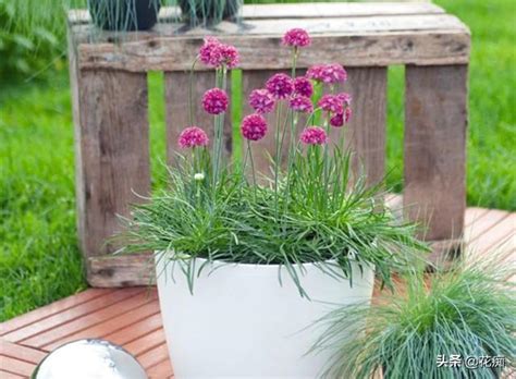 漂亮的海石竹，輕鬆長一大叢，種一次每年都能開爆盆！ 每日頭條
