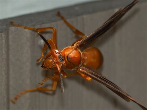 Red Paper Wasp Sting