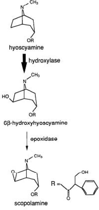 Promoting The Accumulation Of Scopolamine And Hyoscyamine In Hyoscyamus