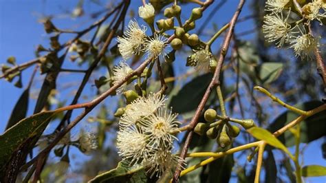 Understorey Network Tasmania