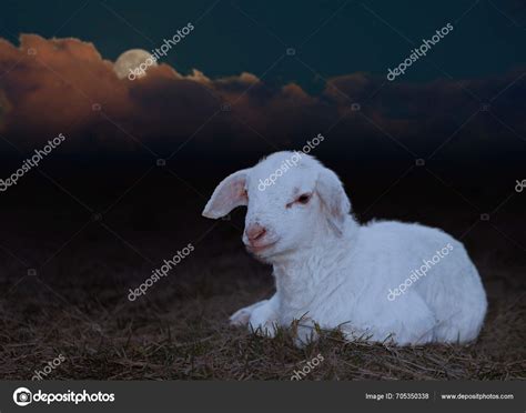 Moon Setting Very Young Katahdin Sheep Lamb Laying Grassy Paddock