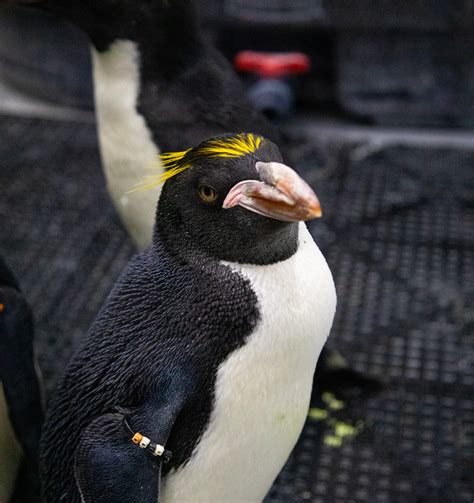 Loveland Living Planet Aquarium Welcomes Four New Macaroni Penguins