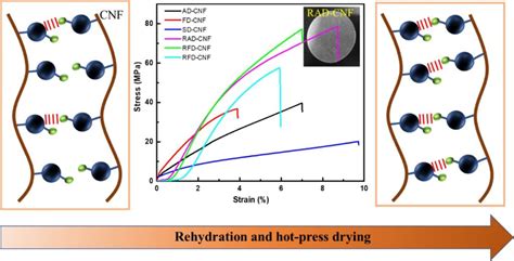 Effect Of Bonding On The Structure And Properties Of Nanocellulose Films Bioresources