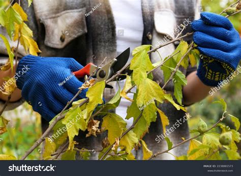Woman Pruning Tree Branch By Secateurs Stock Photo 2238881573 Shutterstock