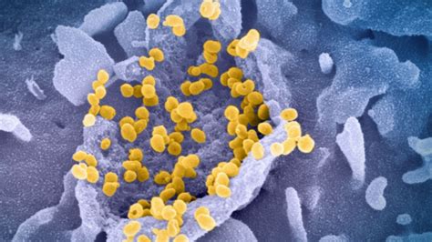 What Do We Know About The Lambda Variant Peoples Dispatch