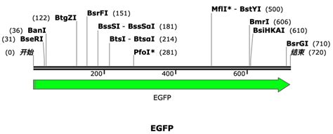 Egfp Gfp Enhanced Green Fluorescent Protein Sequence序列 Ouq技术分享