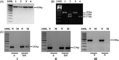 Genotyping Of The Five Most Common Mutations A The Pcr Amplification