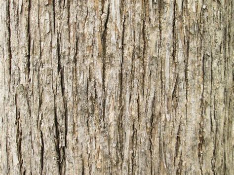 Texture Of Teak Tree Bark Background Stock Image Image Of Plant History 60717733