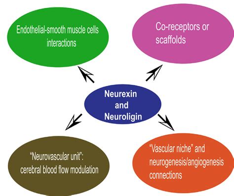 Workig Hypotheses Regarding The Role Of Neurexins And Neuroligins In Download Scientific