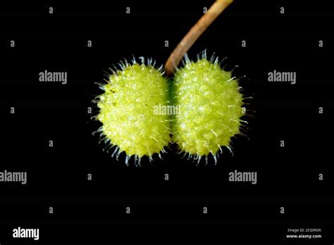 Cleavers Goosegrass Or Sticky Willie Galium Aparine Close Up Of The Small Fruits Showing The