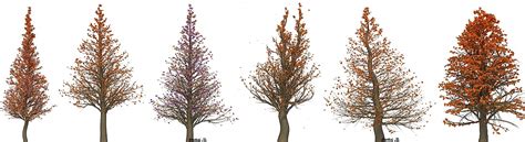 Tree Texture Vol III CG Cookie