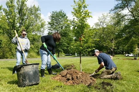 To Maintain The Safety Beauty And Value Of Your Trees Routine Tree Trimming And Pruning Is