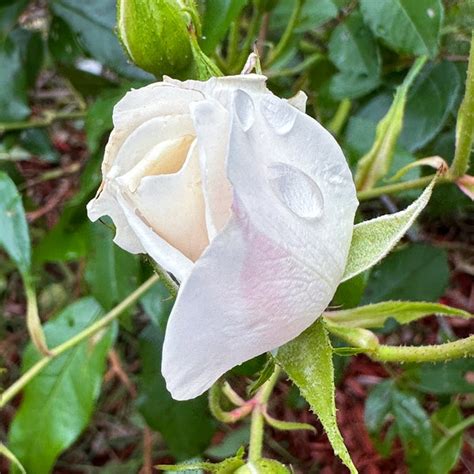 Neurographic Art Print Etsy