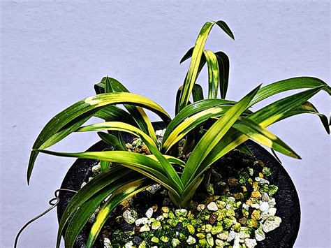 난개척자 남해 한국춘란 난초 춘란 蘭 산채품 종자목 명명품 화예품 엽예품