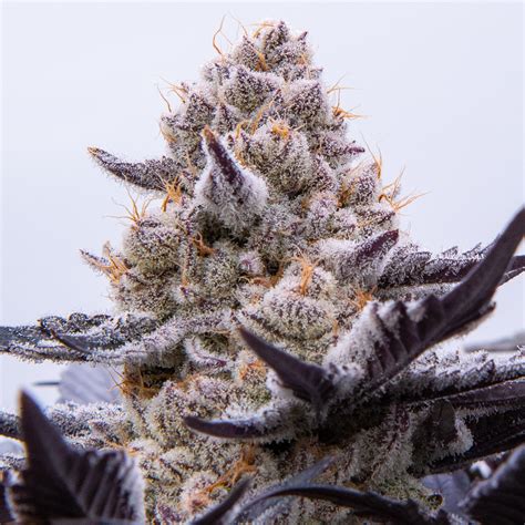 Cereal Sherb Alien Genetics