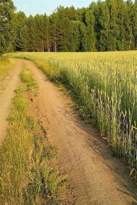 Dhiraj Ahlawat Adlı Kullanıcının Photo Panosundaki Pin Doğa Çiçek