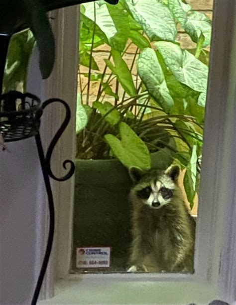 When The Locals Want To Come In Have A Snack And Watch Some Telly With You… This Is My House