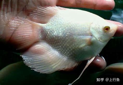招财鱼有几个品种？战船鱼有几种颜色？ 知乎