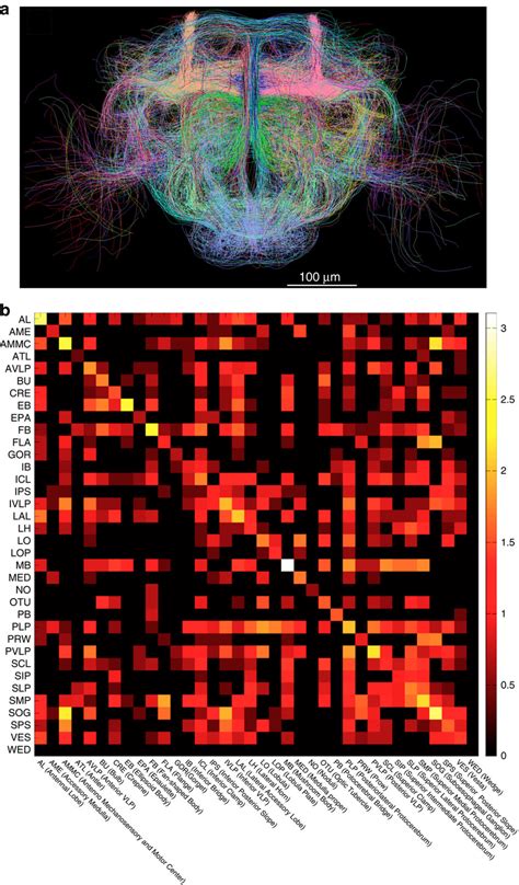 A Whole Drosophila Brain Projectome Of Neuron Tracts A Neuron Tracts Download Scientific