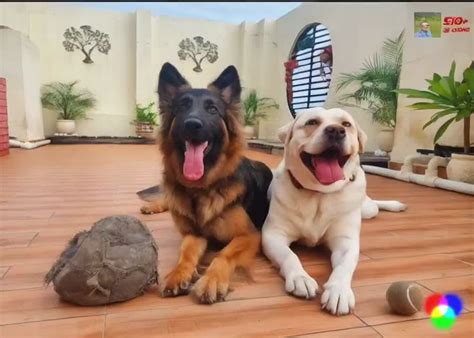 Amit Gupta On Linkedin Generativeai Generativeart Generativedesign Animationusingai