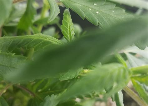 Having Trouble Determining What These Are Pests Ilgm Growers Forum Free Cannabis Growing