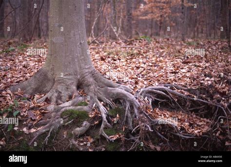 Extensive Root System Hi Res Stock Photography And Images Alamy