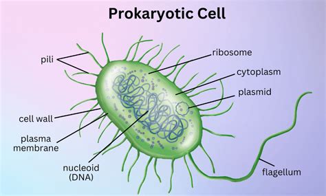 Prokaryotic Cell Diagram Definition And Examples