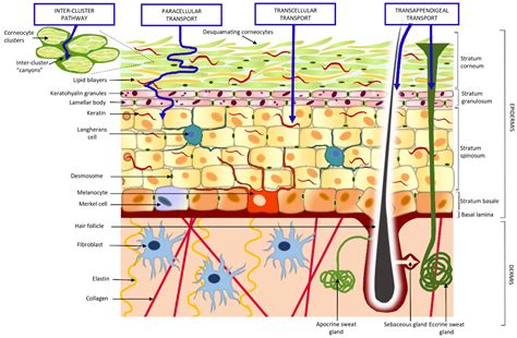 Nanosystems In Cosmetic Products A Brief Overview Of Functional
