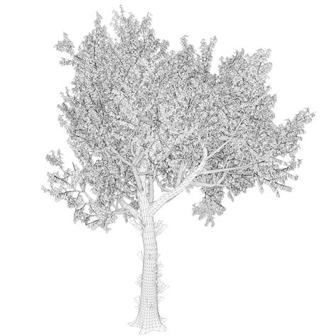 Red Oak Tree Collection By Antoniokowatsch