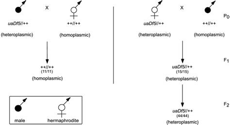 Maternal Inheritance Of Uadf5 Mtdna Crosses Were Performed As Download Scientific Diagram
