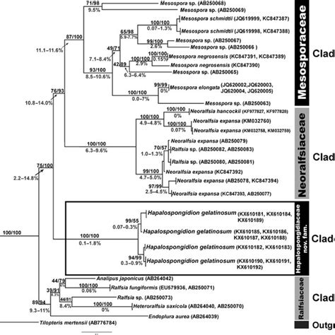 cox 1 consensus tree with maximum likelihood bayesian inference ml bi
