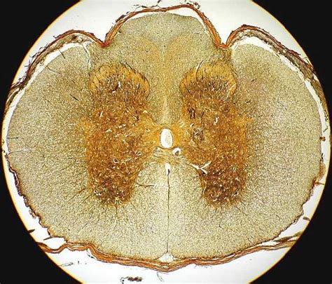 Общий план строения спинного мозга гистология
