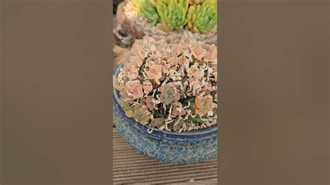쿠페리 하엽정리♡ 이천승아다육 다육식물 다육매니아 Youtube