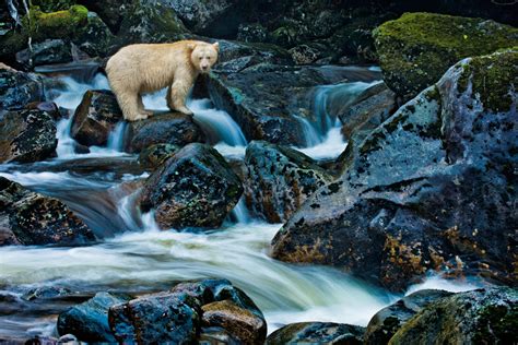 რატომ არის ეს მურა დათვი თეთრი