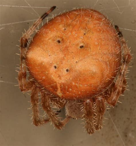 Cat Faced Spider Araneus Gemmoides Bugguidenet
