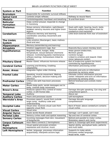Brain Anatomy Function Cheat Sheet Brain Anatomy Function Cheat Sheet System Or Part Function