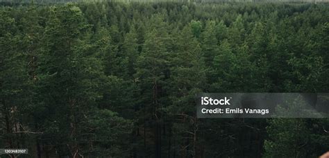 아침에 안개 낀 숲 먼 지평선 가문비 나무와 소나무 숲 추상적 인 질감 배경 0명에 대한 스톡 사진 및 기타 이미지 0명 가을 경관 Istock