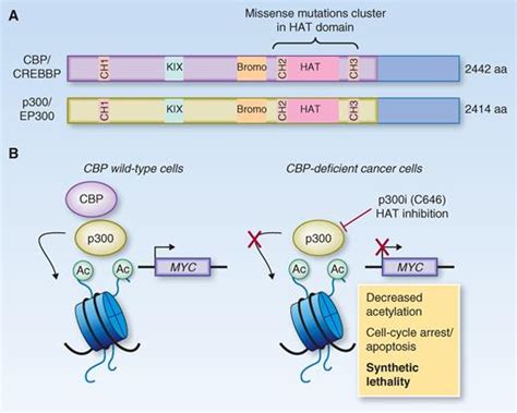 Lifting Up The Hat Synthetic Lethal Screening Reveals A Novel Vulnerability At The Cbp P300